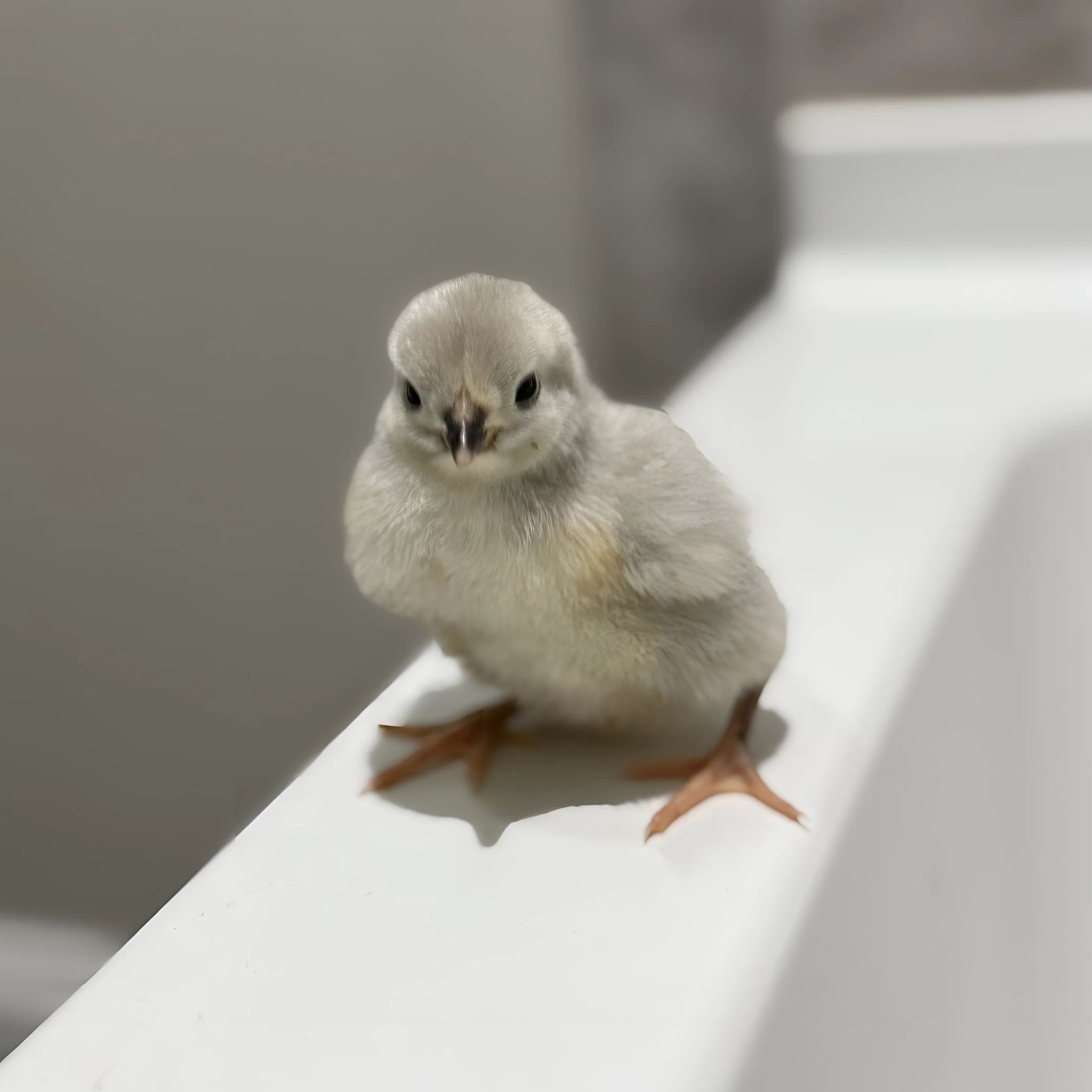 Lavender Orpington Baby Chicks – Rare, Friendly & Fluffy Chickens ...