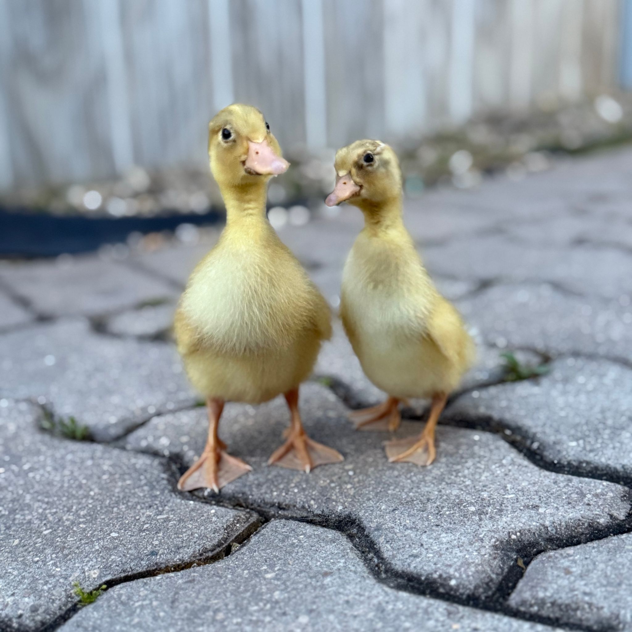 Baby Runner Ducklings (Faux Brown & White) - Chicken Guys Chicago